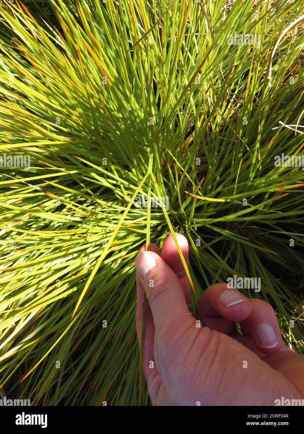 Common Speargrass (Aciphylla squarrosa), Plantae, Tararua Range Stock ...