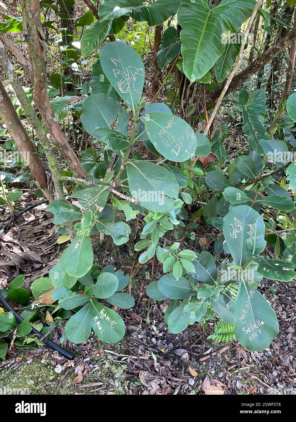 autograph tree (Clusia rosea), Plantae, Hilo, HI 96720, USA Stock Photo ...