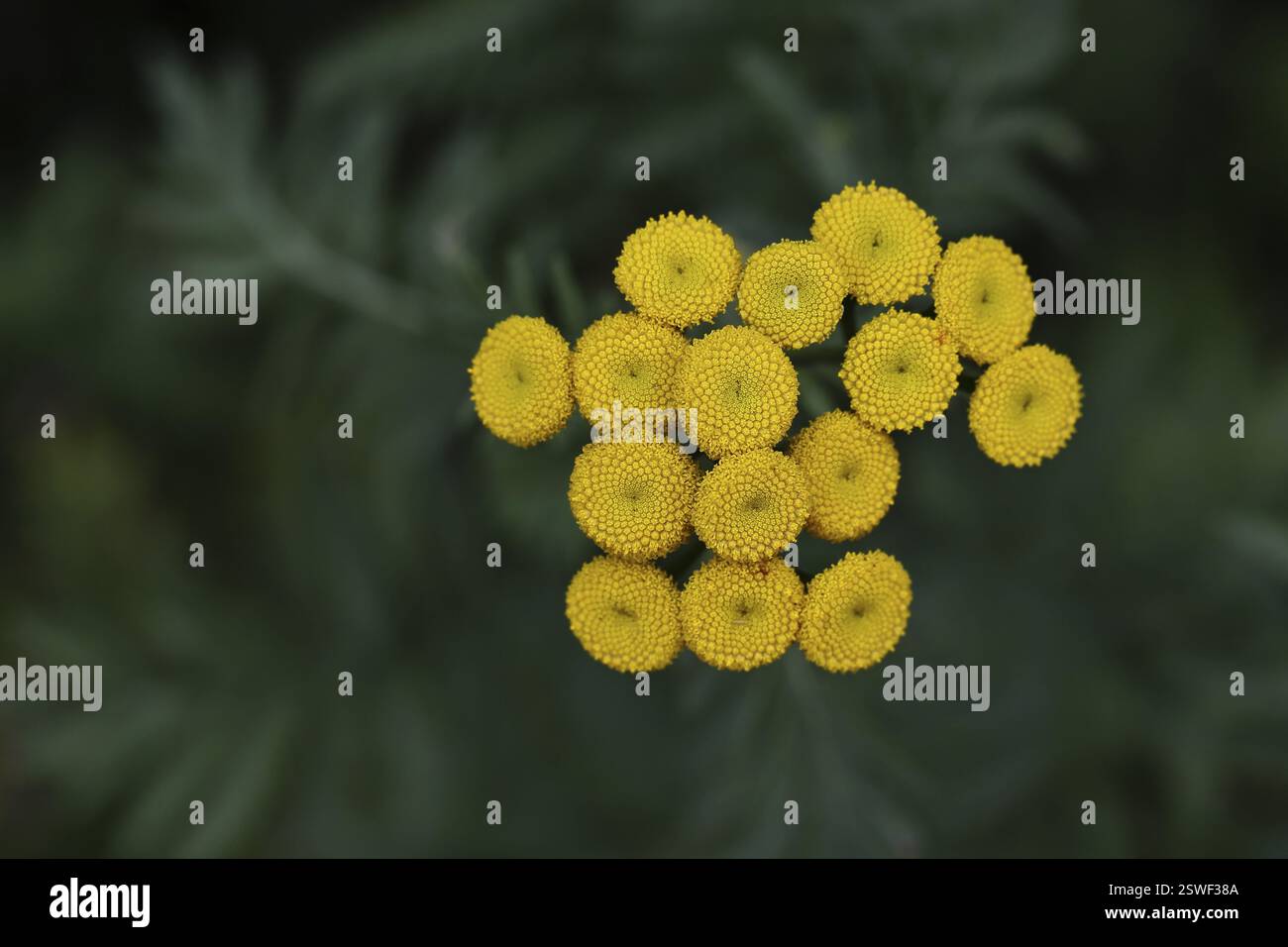 Tansy or worm fern (Tanecetum vulgare), inflorescence, medicinal plant ...