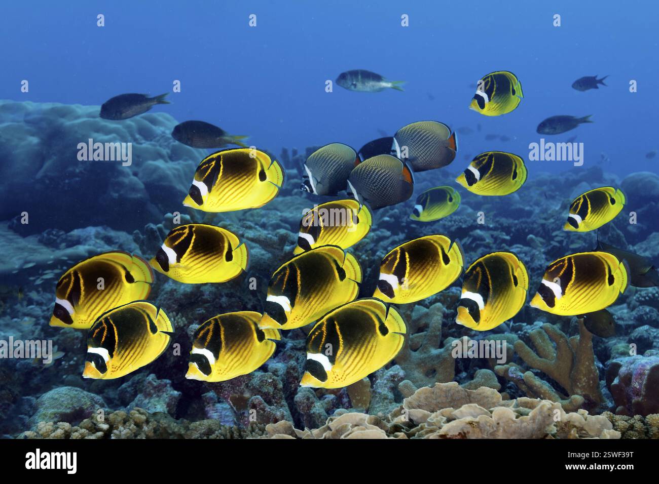 School of crescent butterflyfish Chaetodon lunula) swimming over coral ...