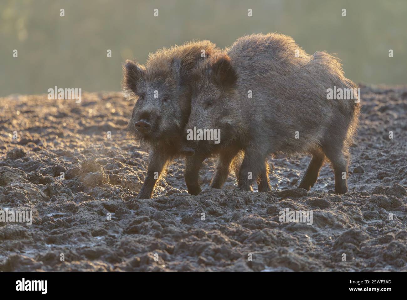Two wild boars (Sus scrofa) play fighting and dominance on a frozen ...