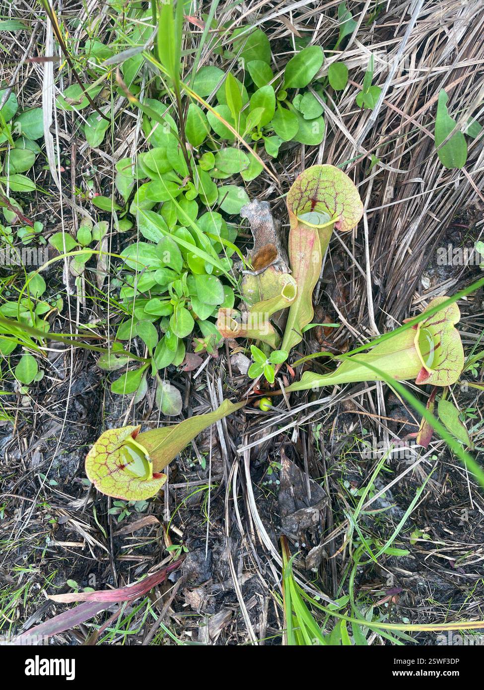 Southern Purple Pitcher Plant (Sarracenia purpurea venosa), Plantae ...