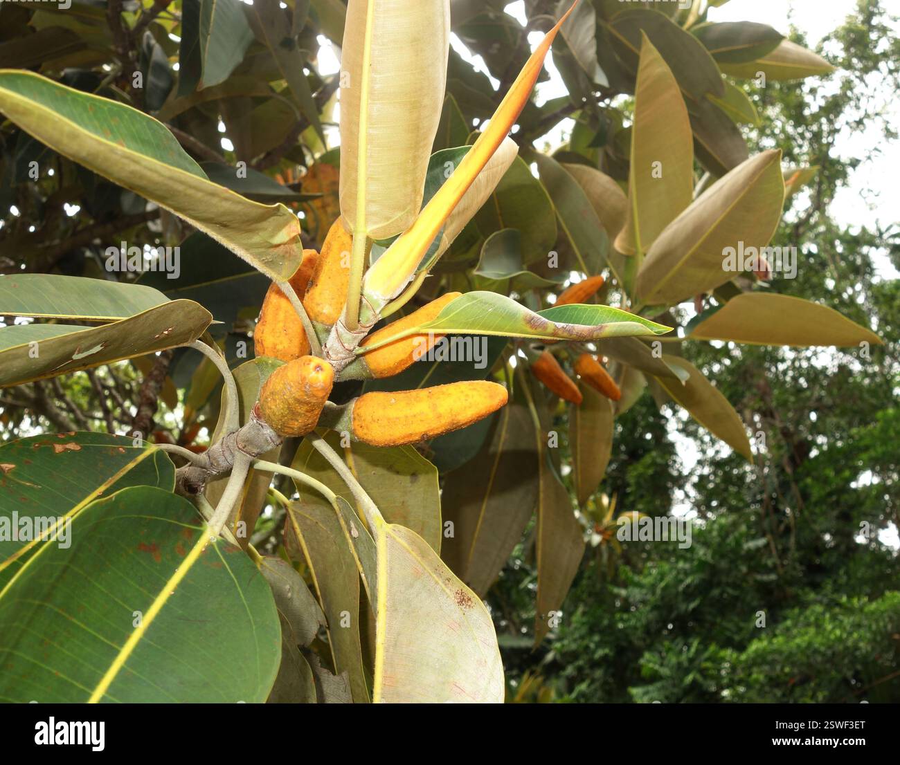 Unripe fruits of the banana fig (Ficus pleurocarpa), a rainforest tree ...