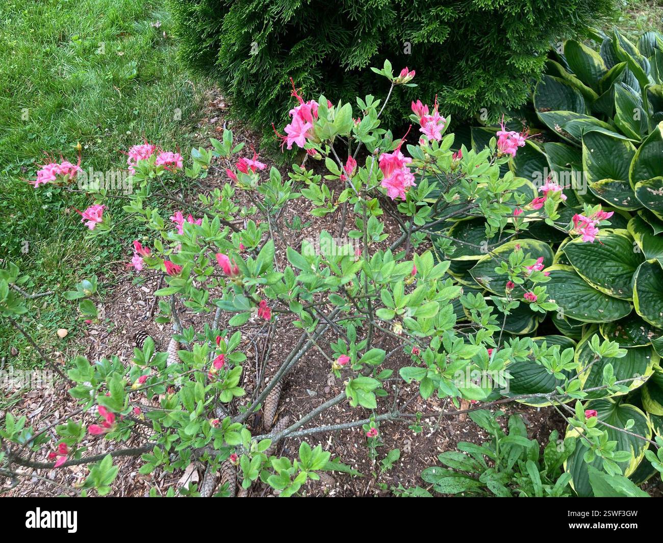 early azalea (Rhododendron prinophyllum), Plantae, Bettswood Rd ...