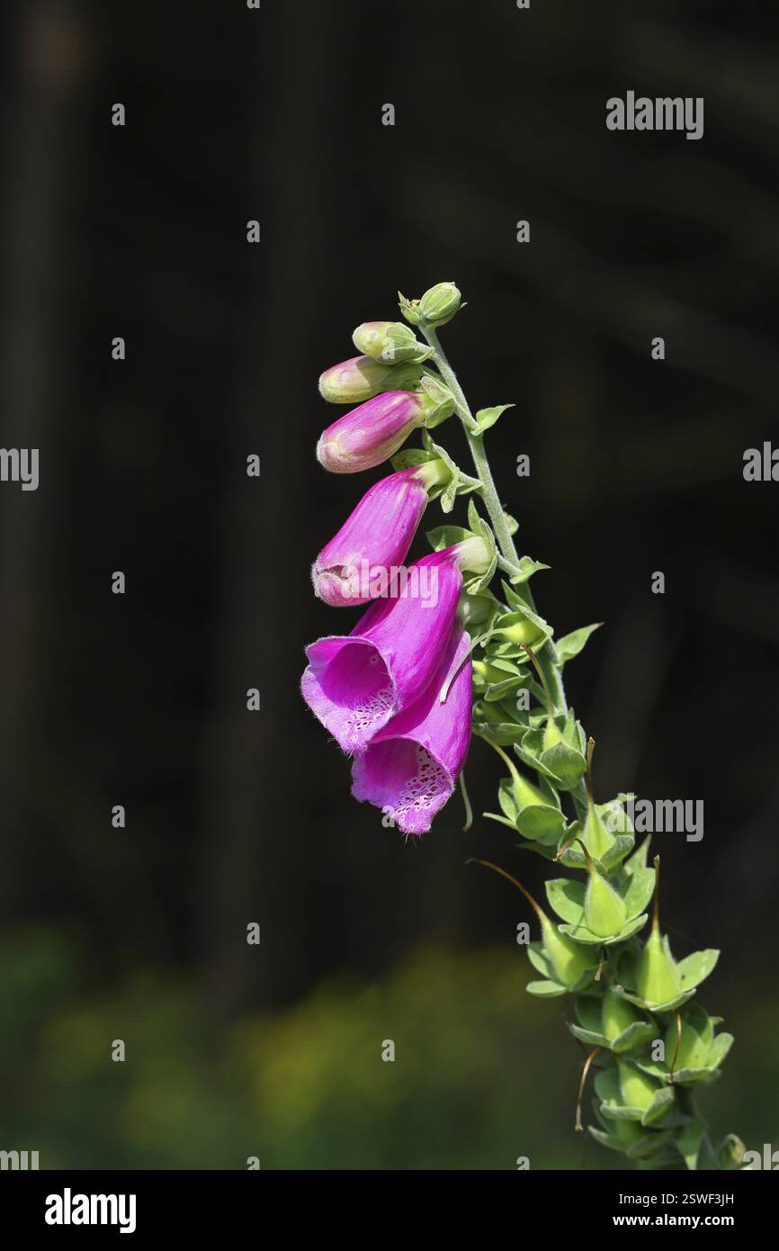 Common foxglove (Digitalis purpurea), flowers against a dark background ...