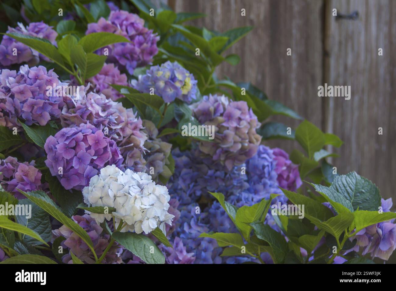 Hydrangea blossom in Brittany, France, Europe Stock Photo - Alamy