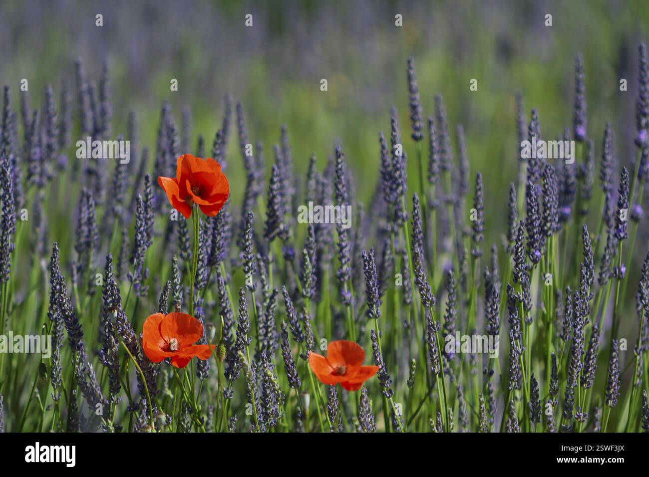 Corn poppy in a lavender field, Provence, France, Europe Stock Photo ...