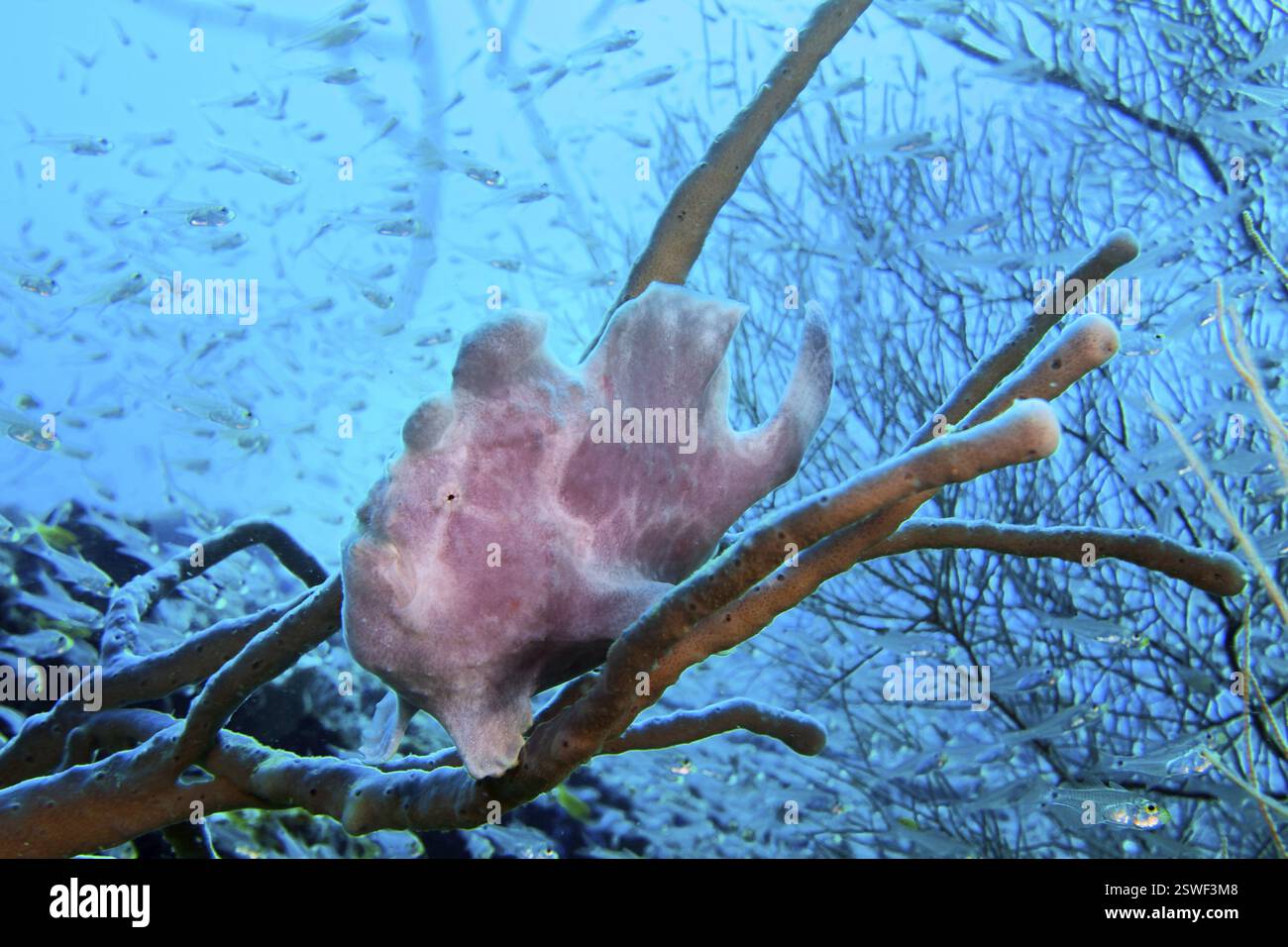 Giant frogfish (Antennarius Commerson) sitting on sponge (Porifera ...