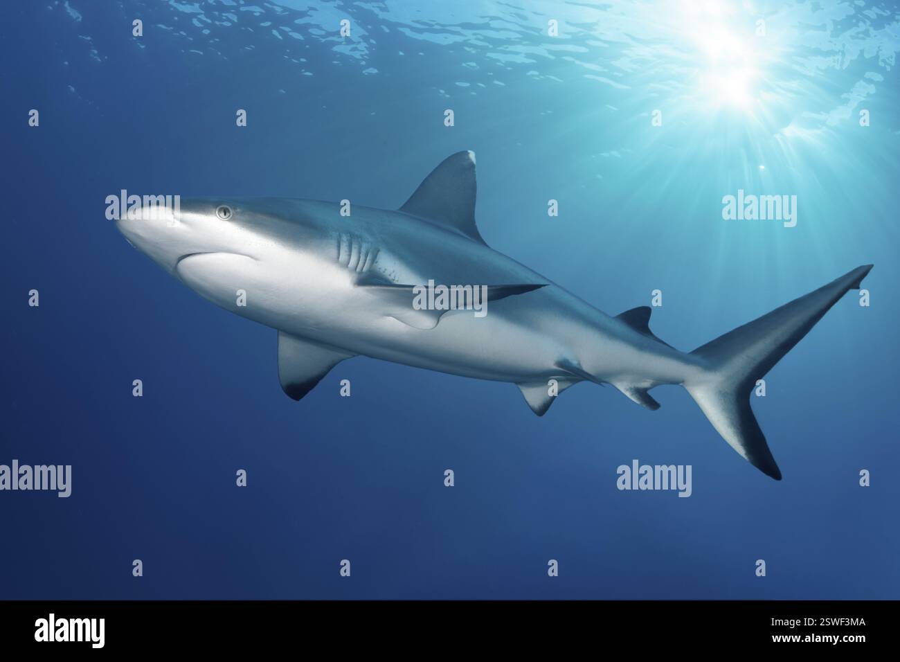 Grey reef shark (Carcharhinus amblyrhynchos), shark backlit by the sun ...