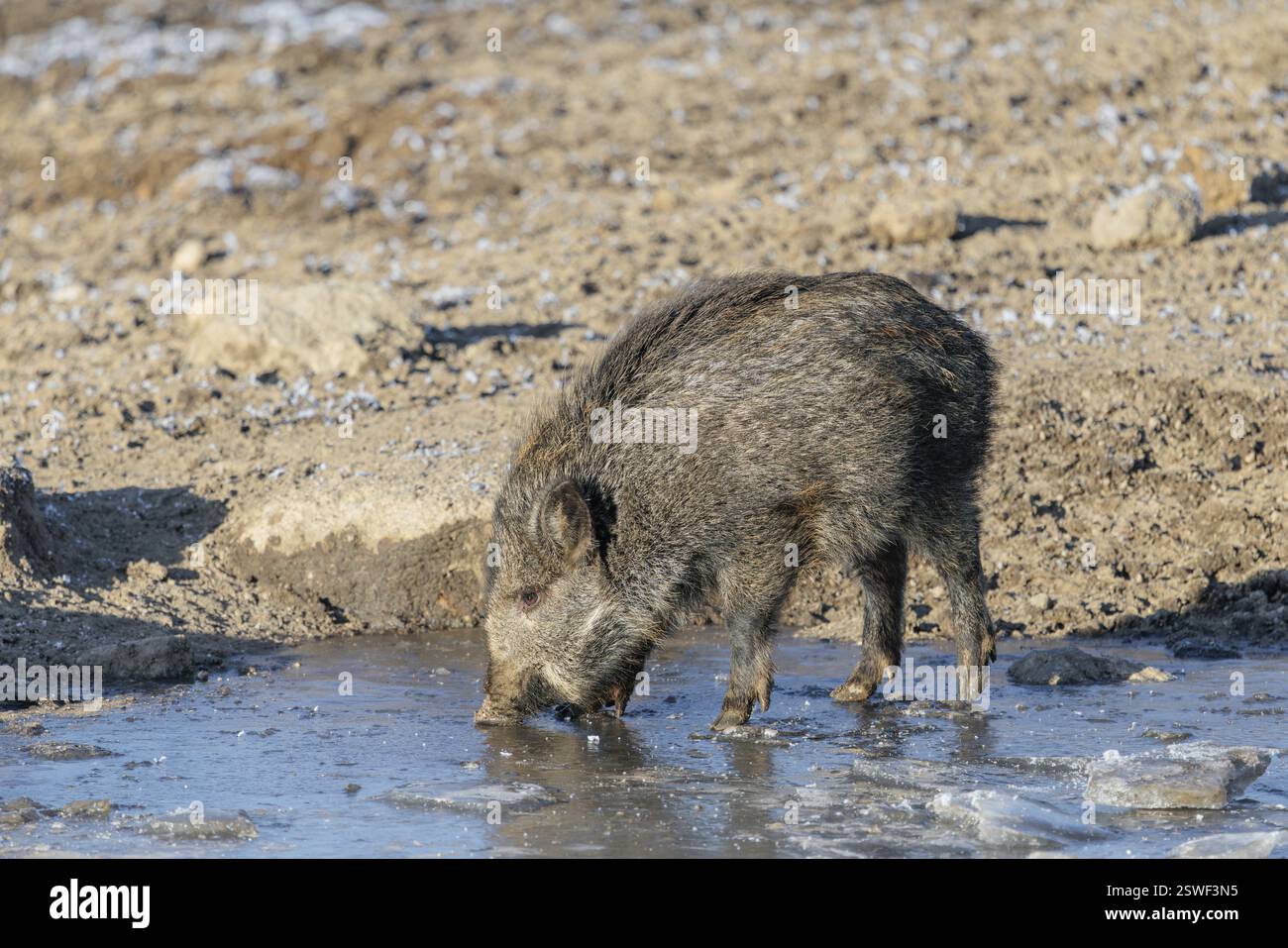 A wild boar (Sus scrofa) drinks water from a small frozen pond with ...