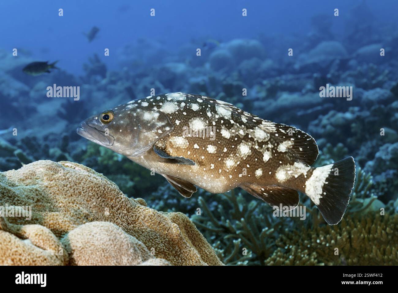 Milky ray grouper (Epinephelus caeruleopunctatus) with belly full of ...