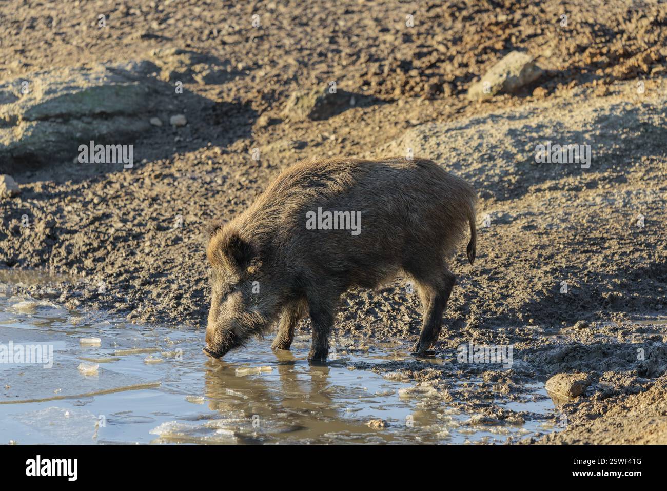 A wild boar (Sus scrofa) drinks water from a small frozen pond with ...