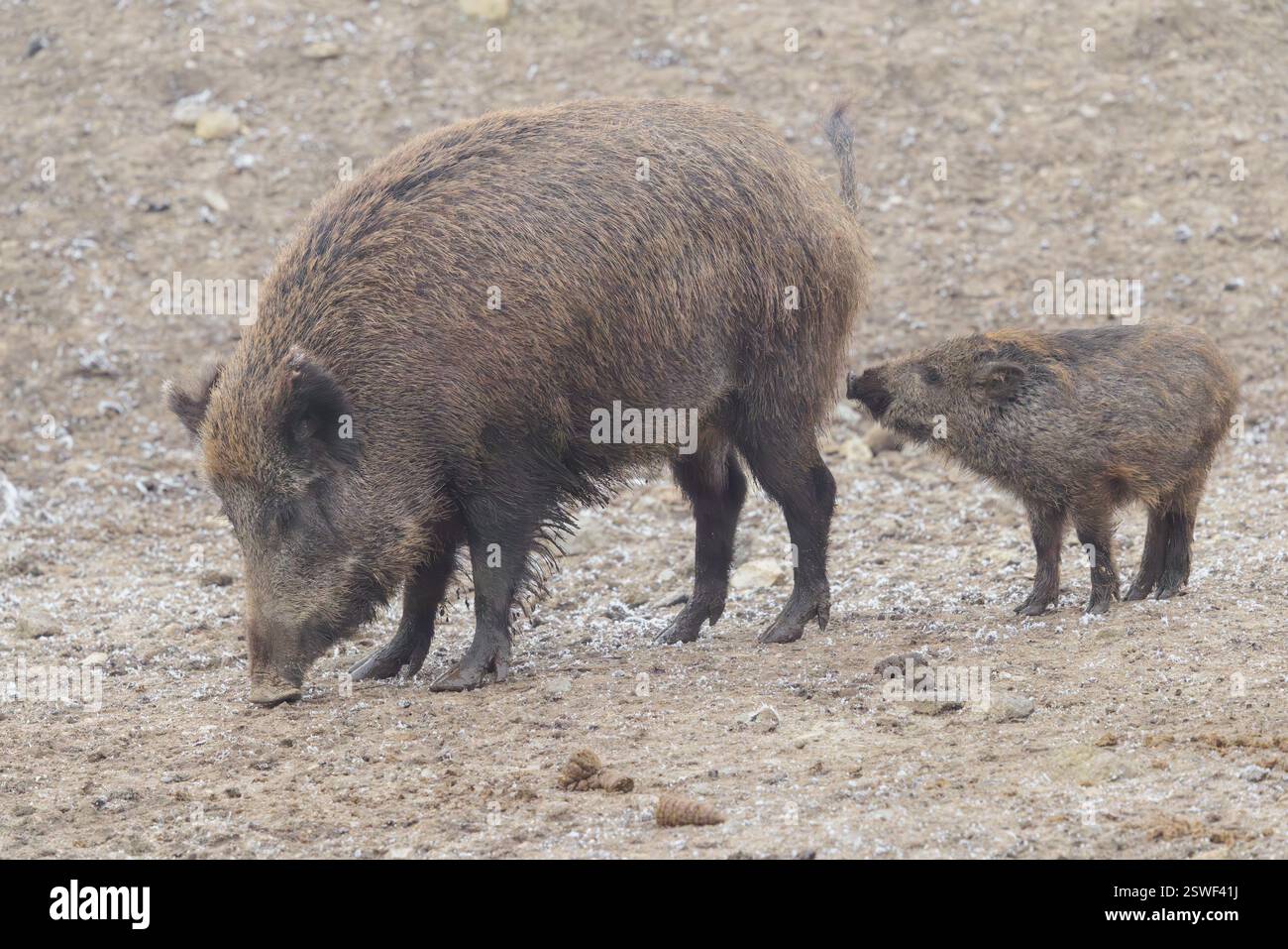 Two wild boars (Sus scrofa) (one adult and one juvenile) are standing ...