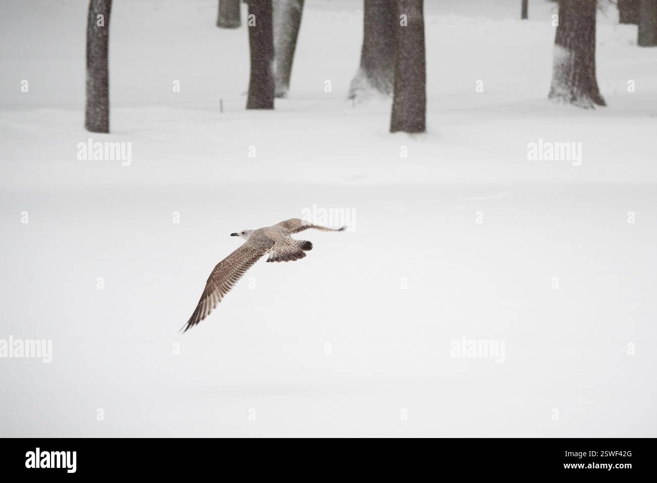 Bird in snowy forest hi-res stock photography and images - Alamy