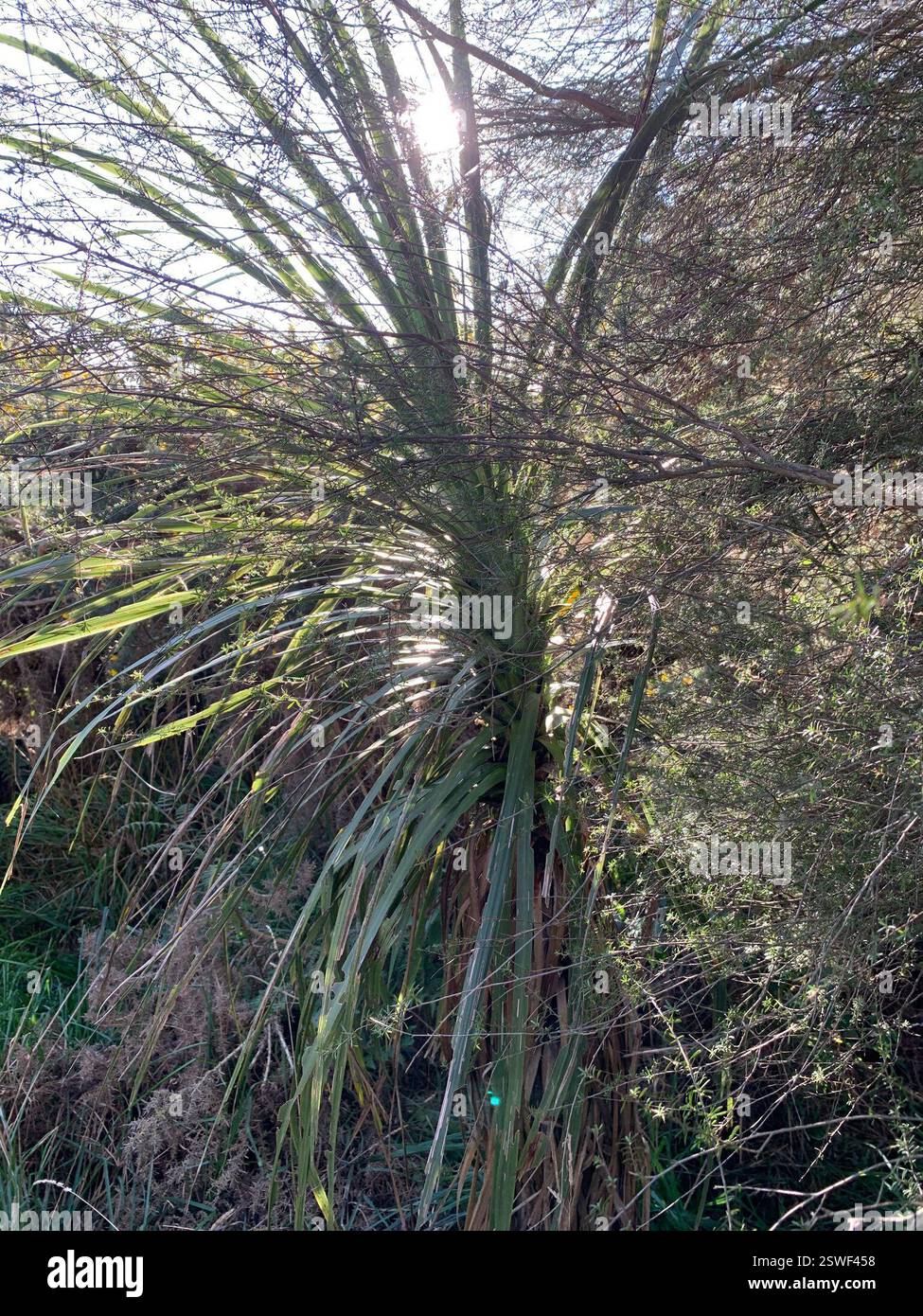 New Zealand cabbage tree (Cordyline australis), Plantae, Te Waipounamu ...