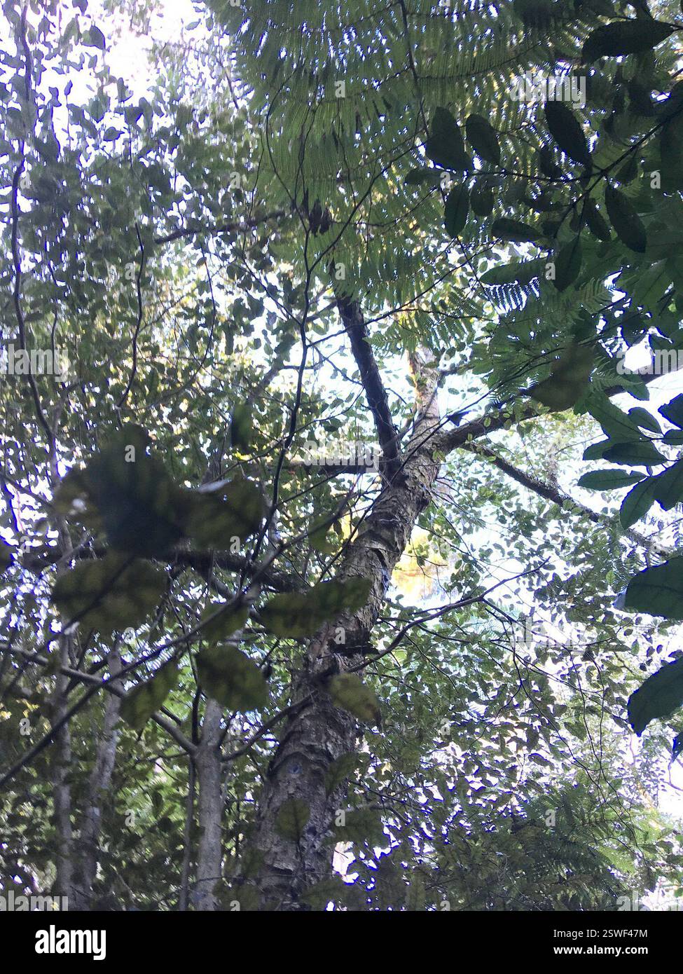 Marble leaf (Carpodetus serratus), Plantae, Kauri Park neighbourhood ...