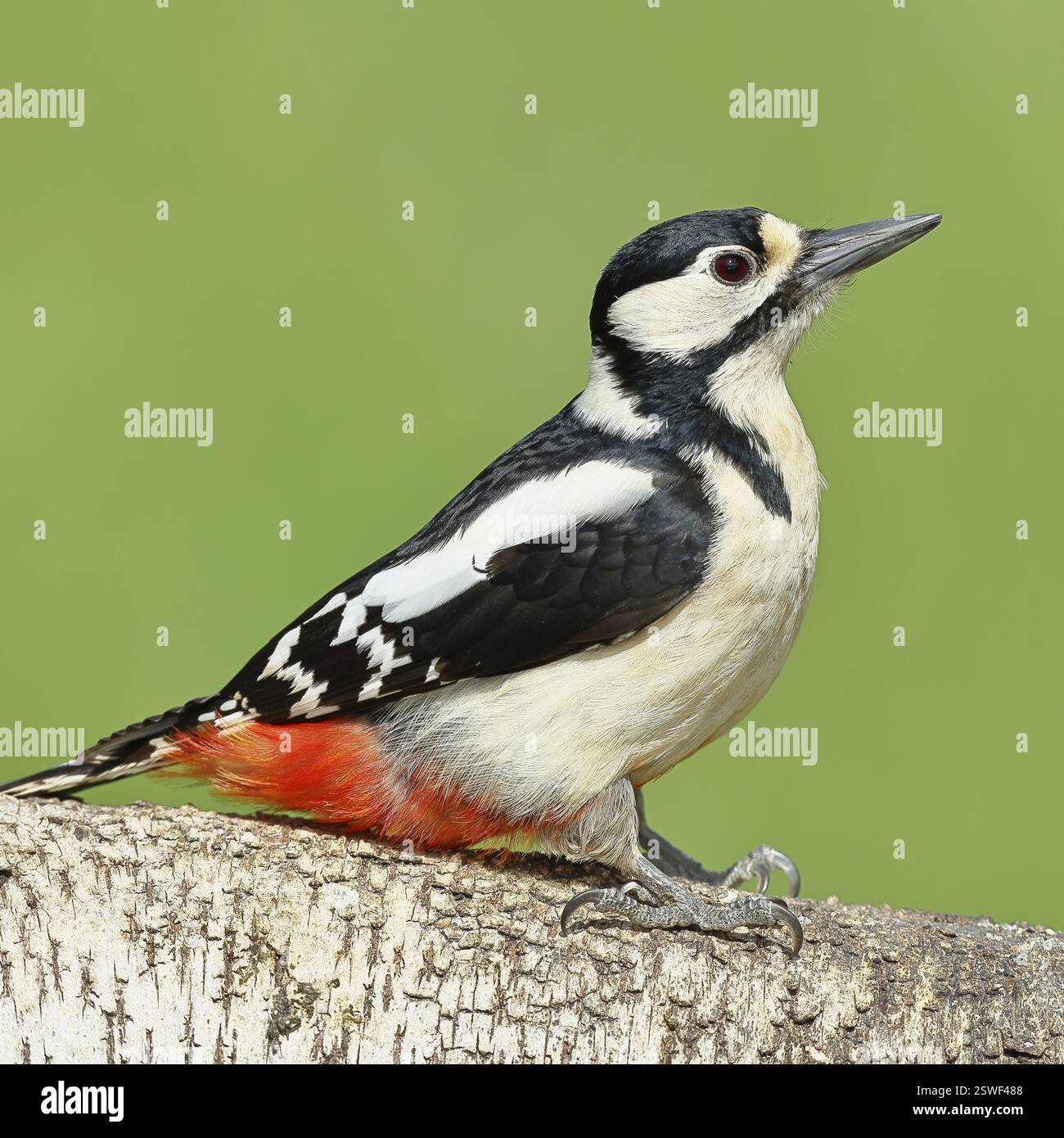 Great spotted woodpecker (Dendrocopos major) female sitting on a birch ...