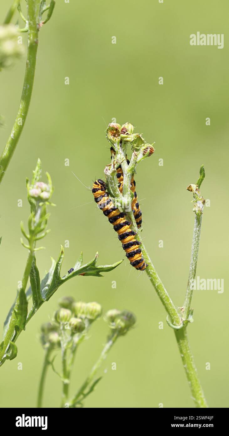 St. Jacob's weed bear or blood bear (Tyria jacobaeae), butterfly ...