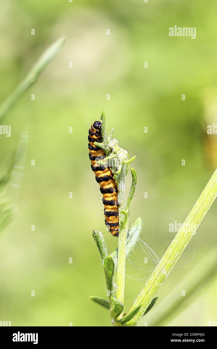St. Jacob's weed bear or blood bear (Tyria jacobaeae), butterfly ...
