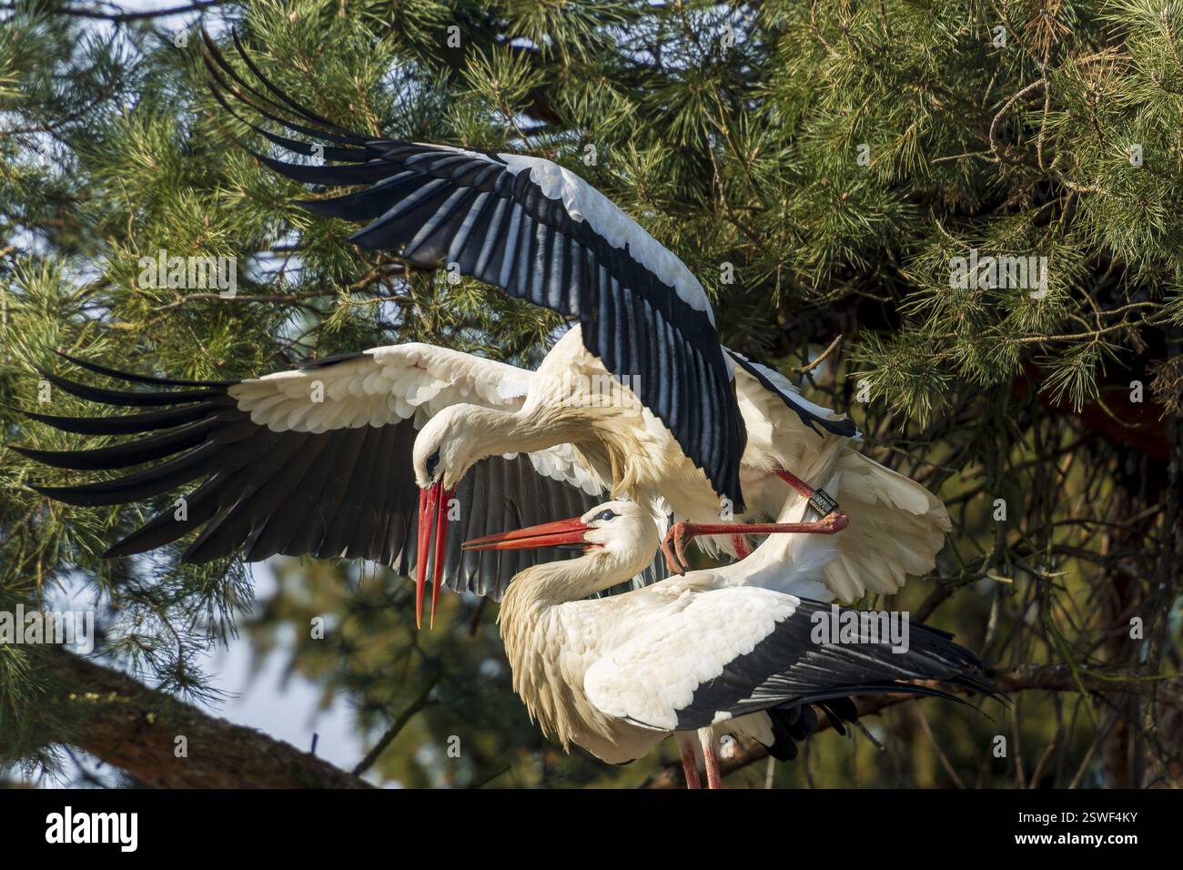 Two storks mating in a tree with their wings wide open, White Stork (Ciconia ciconia), wildlife ...