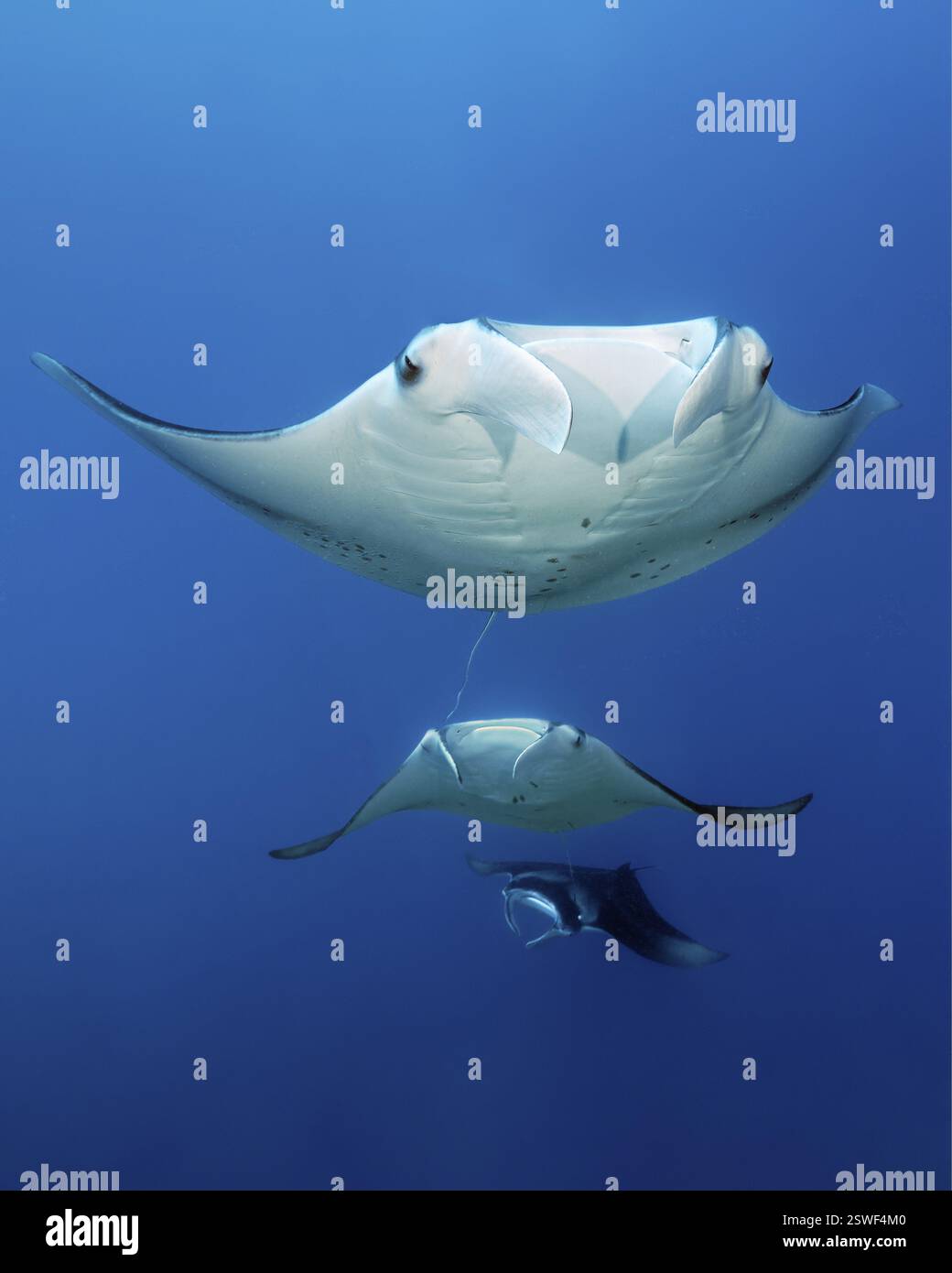 Three reef manta rays (Mobula alfredi) stingrays or whiptail rays ...