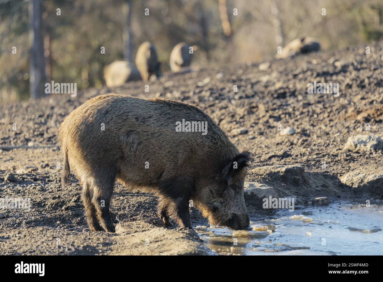 A wild boar (Sus scrofa) drinks water from a small frozen pond with ...