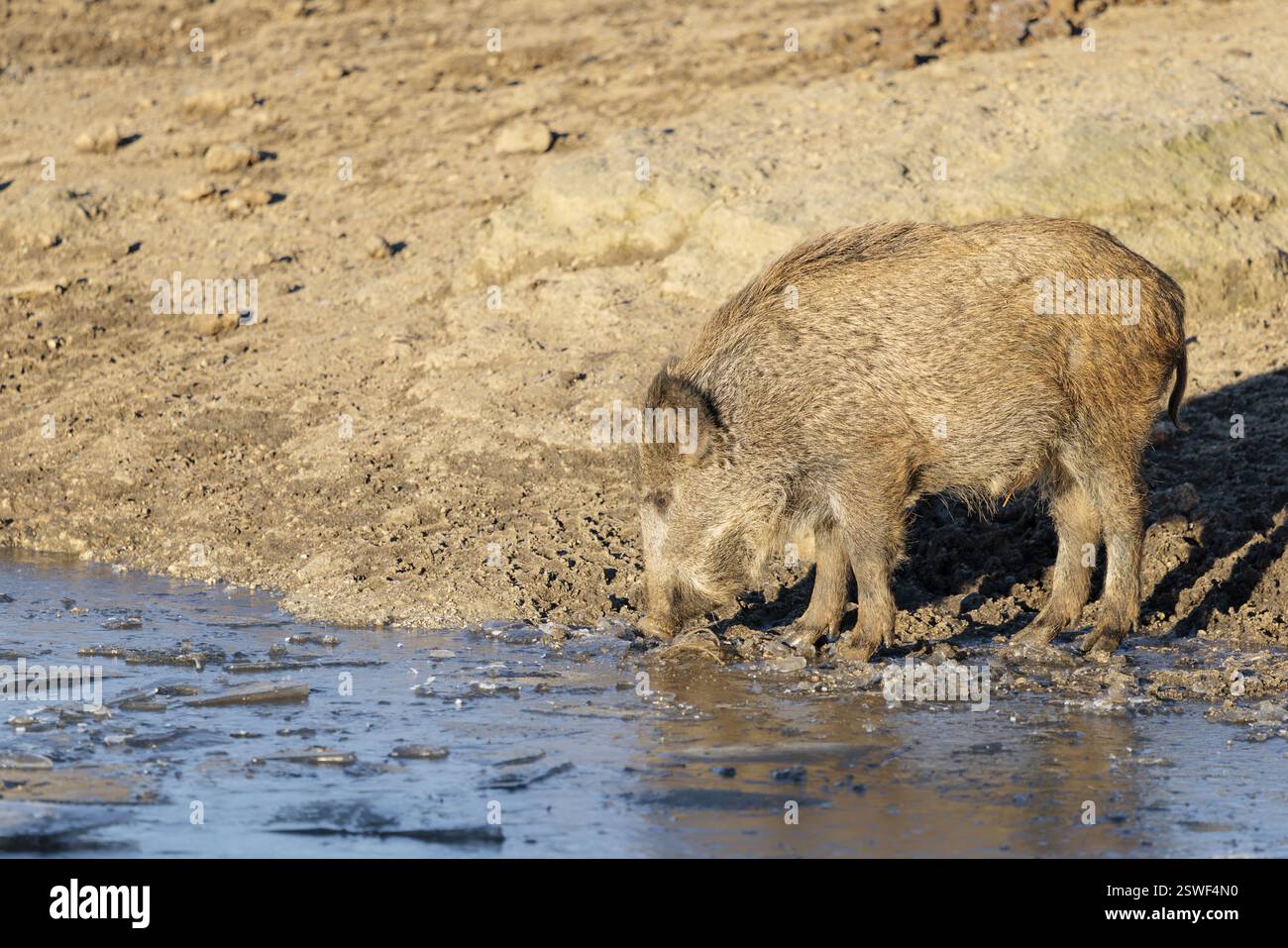 A wild boar (Sus scrofa) drinks water from a small frozen pond with ...