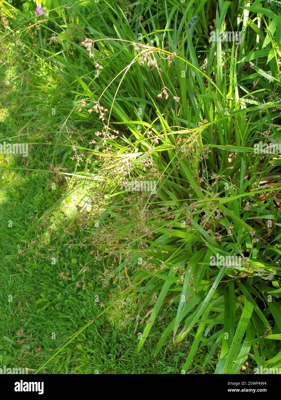 Great Woodrush (Luzula sylvatica), Plantae, Thornhill DG3, UK Stock ...