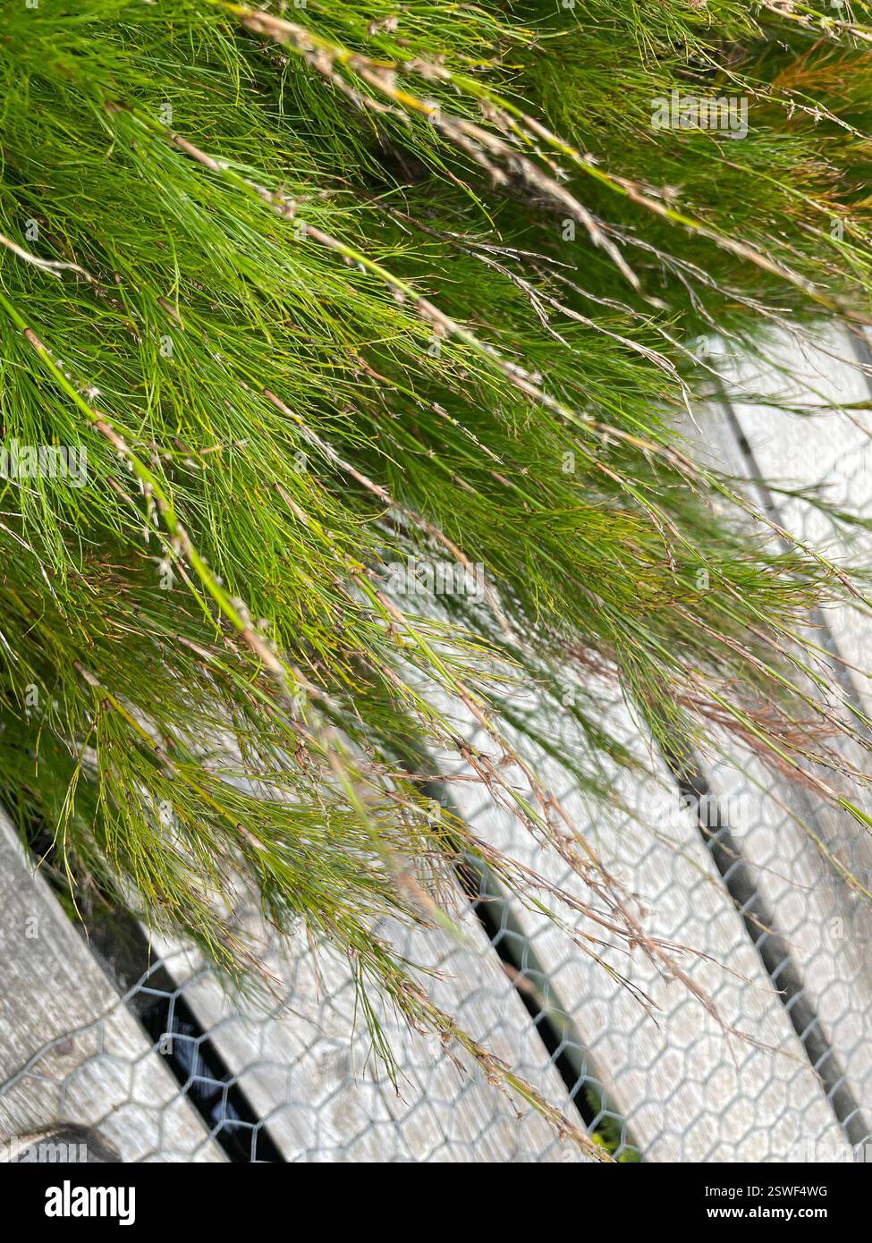 tassel cord-rush (Baloskion tetraphyllum), Plantae, Wilsons Promontory ...