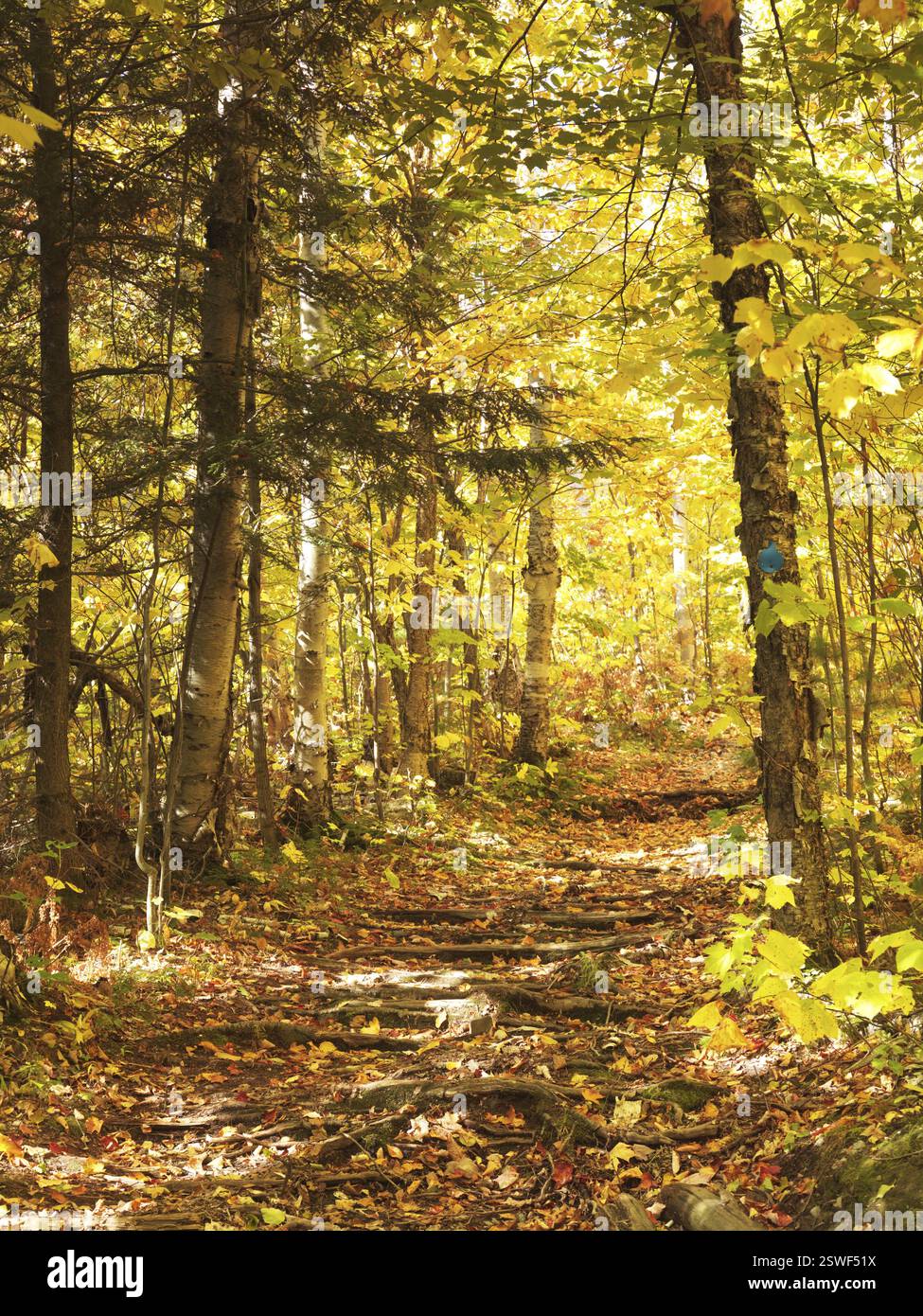 Fall nature scenery of a hiking trail in Killarney Provincial Park ...