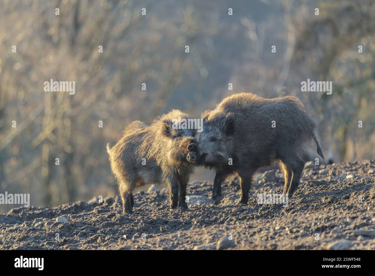 Two young wild boars (Sus scrofa) play fighting and dominance on a ...