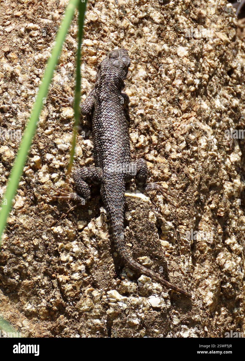 Coast Range Fence Lizard (Sceloporus occidentalis bocourtii), Reptilia ...