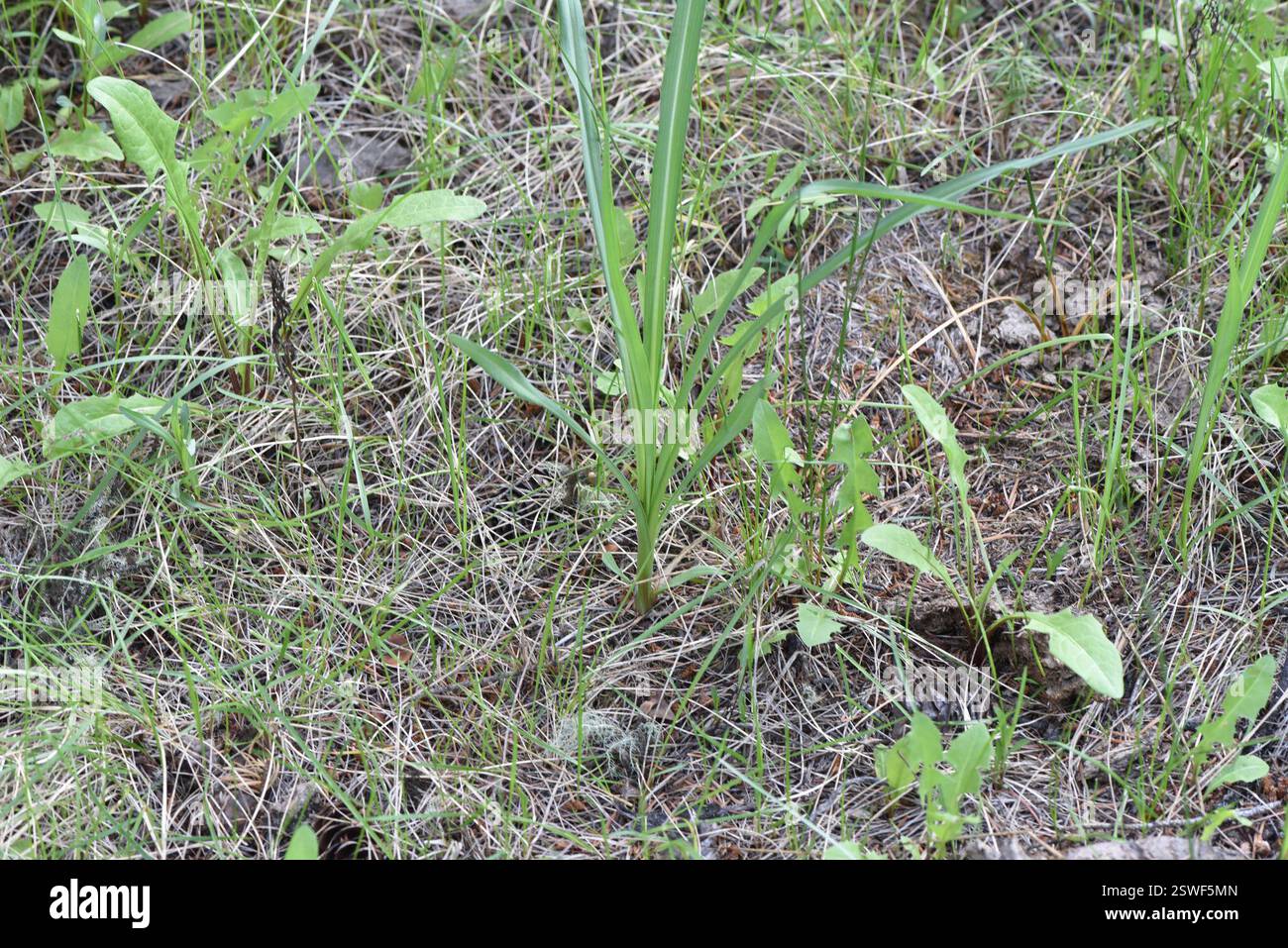 monocots (Liliopsida), Plantae, Thompson-Nicola, BC, Canada Stock Photo ...