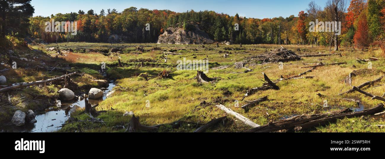 Panoramic fall nature scenery of a drained beaver pond after a beaver ...
