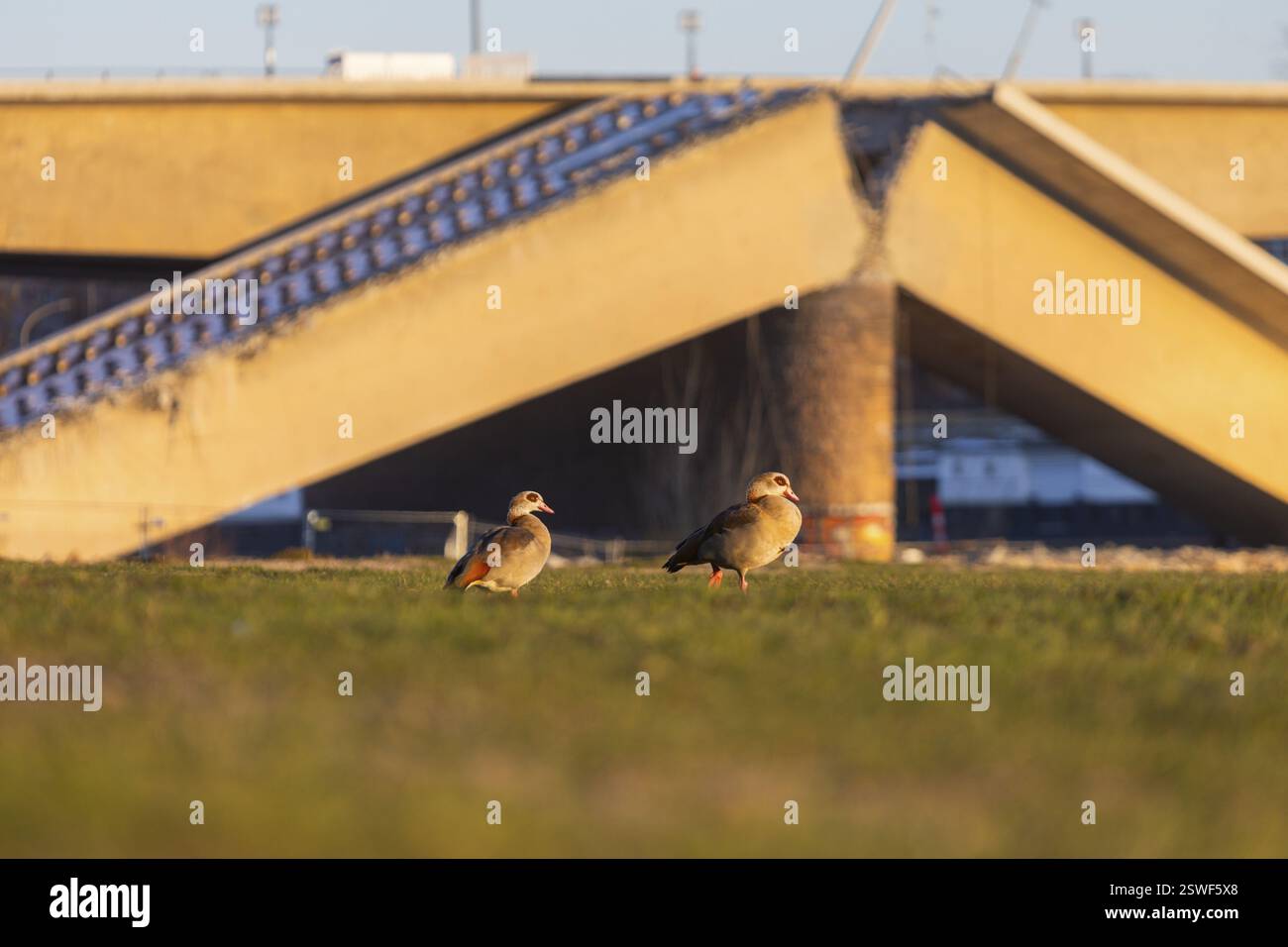After the partial collapse of the Carola Bridge, a dam was built on the ...