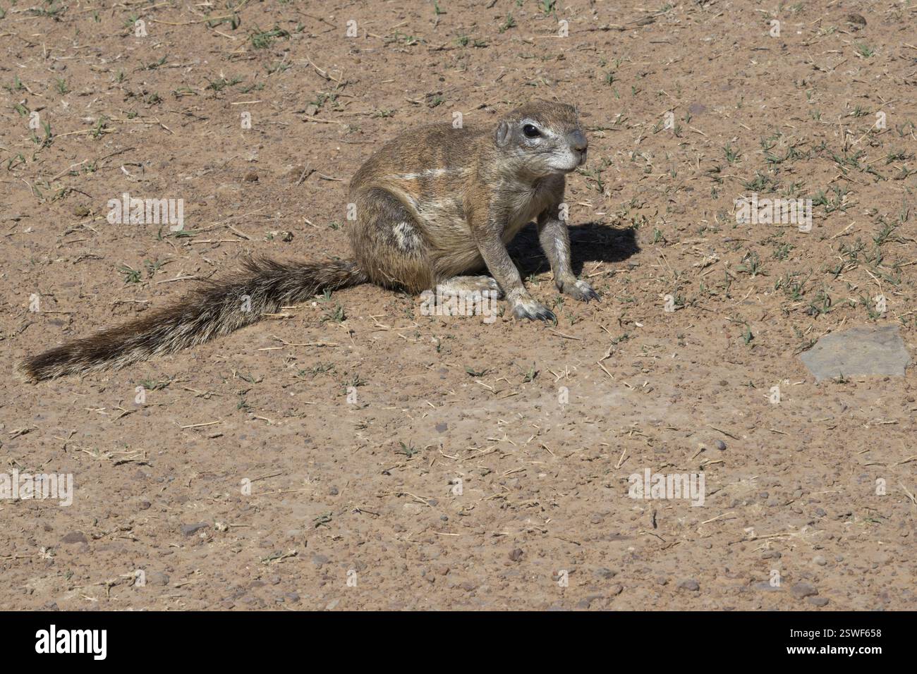 Cape bristle-thighed squirrel (Xerus inauris), Mountain Zebra National ...