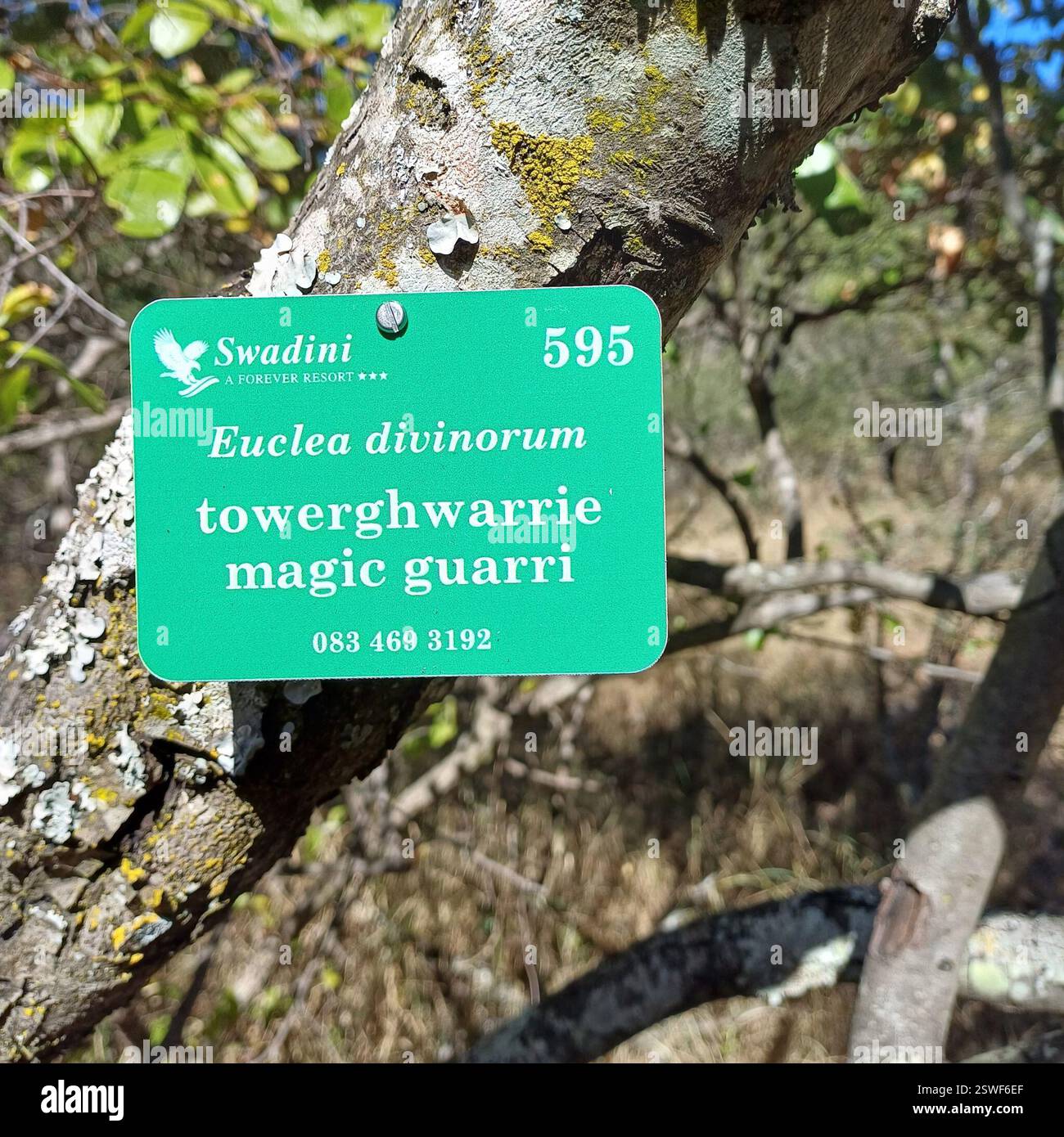 Magic Gwarrie (Euclea divinorum), Plantae, Thaba Chweu Local ...