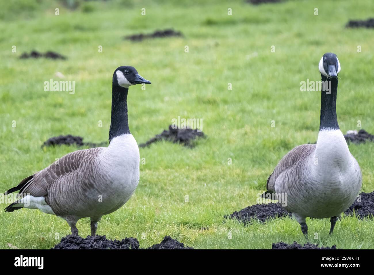 Two canada geese are standing on a grassy field with molehills ...