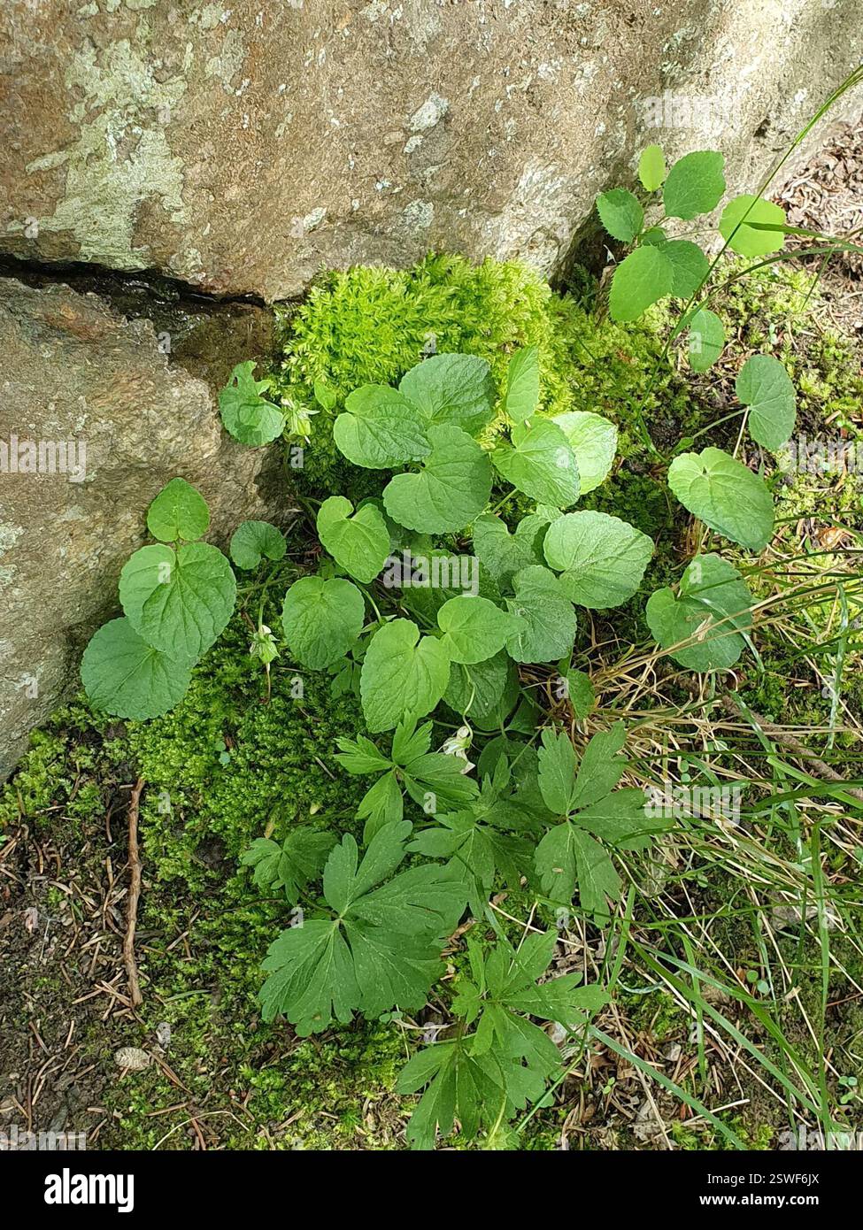 Horn Calcareous Moss (Mnium hornum), Plantae, 153 91 Järna, Sverige ...