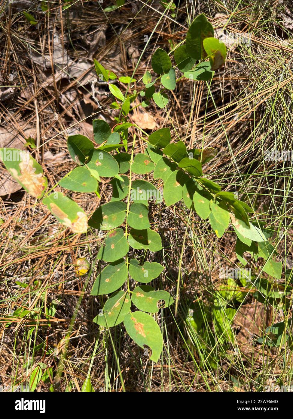 dwarf bristly locust (Robinia hispida nana), Plantae, North Carolina ...