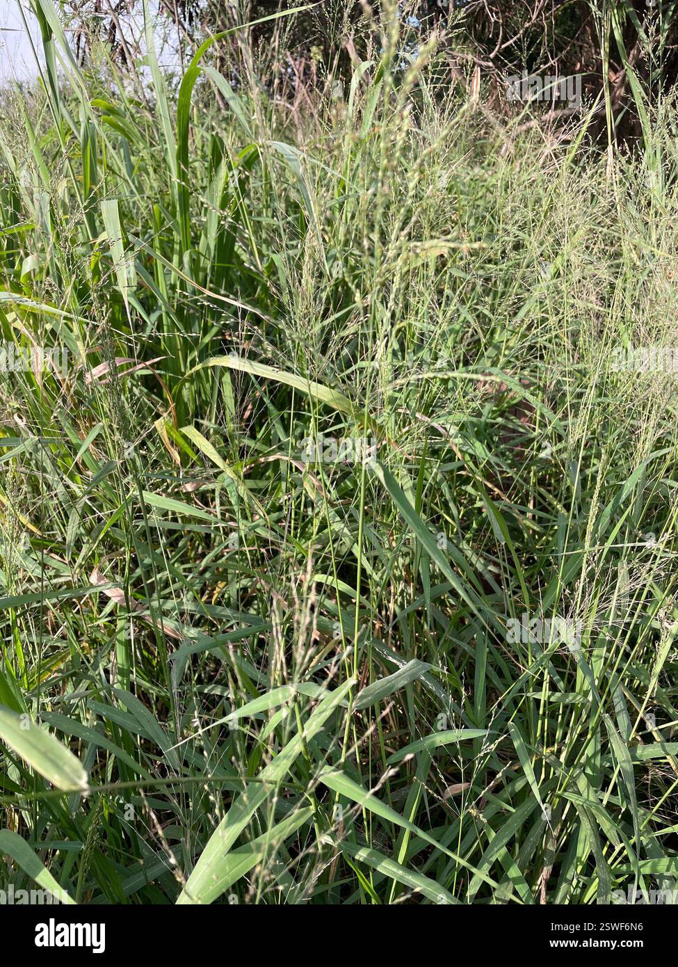 guinea grass (Megathyrsus maximus), Plantae, Kahaluu-Keauhou, HI 96740 ...