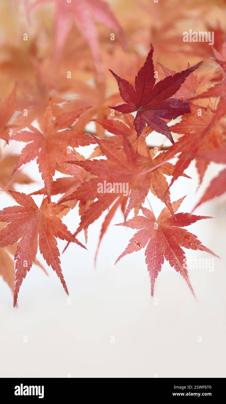 Closeup of a Japanese maple tree, Acer palmatum, red leaves in autumn ...