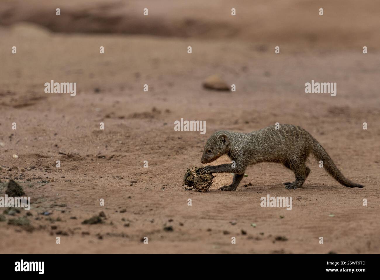 Zebra mongoose (Mungo mongoose), Qwabi Private Game Reserve, Biosphere ...