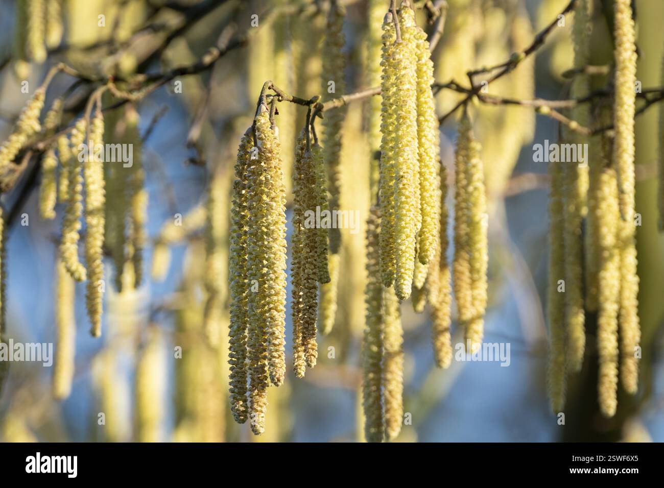 Yellow catkins hanging from the branches of a common hazel tree ...