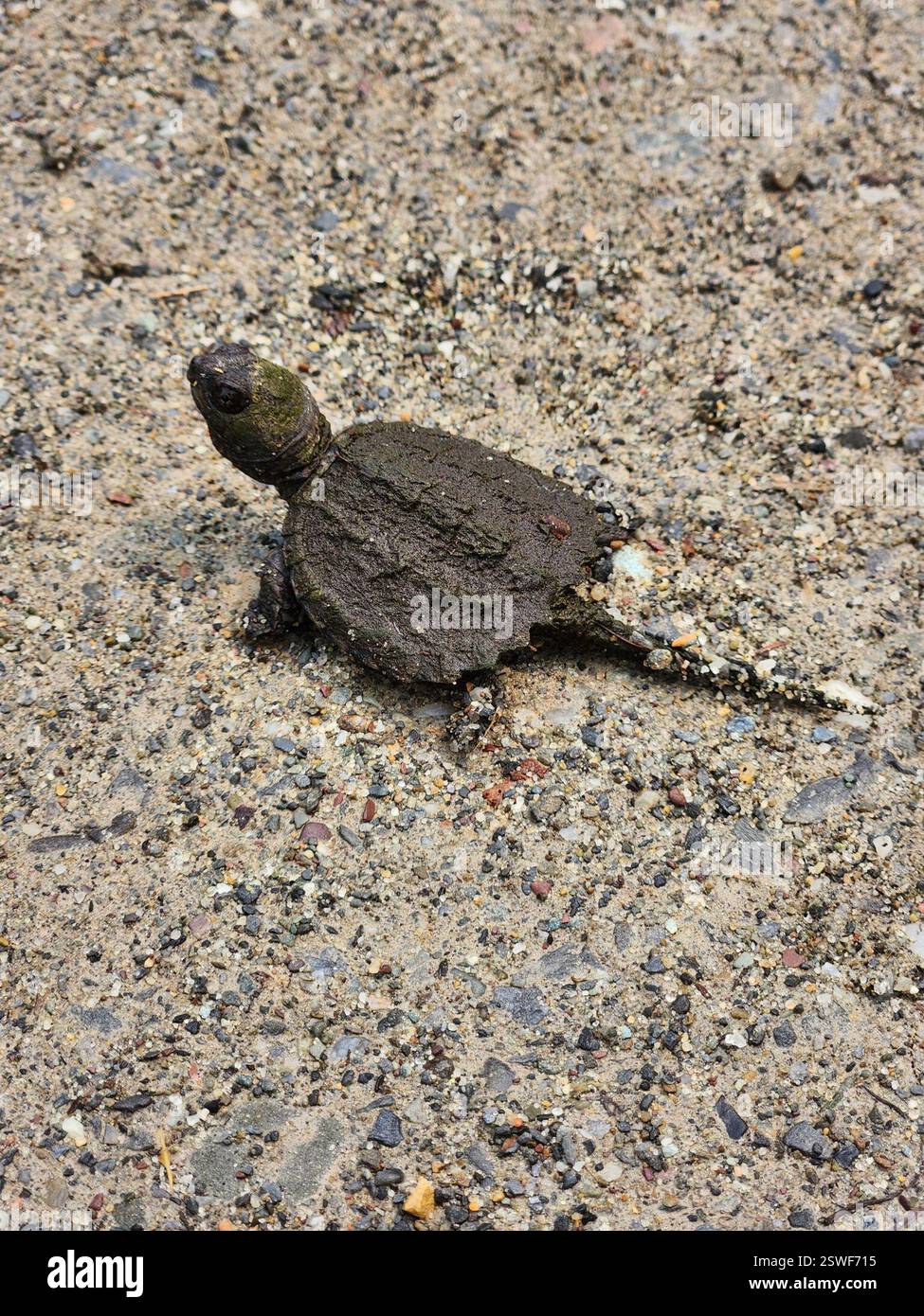 Common Snapping Turtle (Chelydra serpentina), Reptilia, Fletcher, VT ...