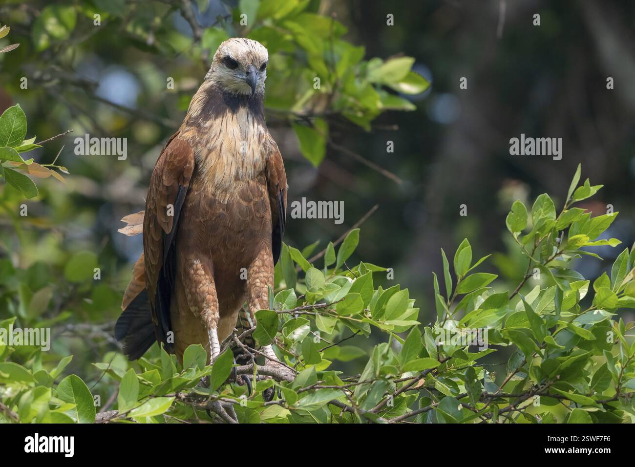 Fish Buzzard (Busarellus nigricollis), Pantanal, inland, wetland ...