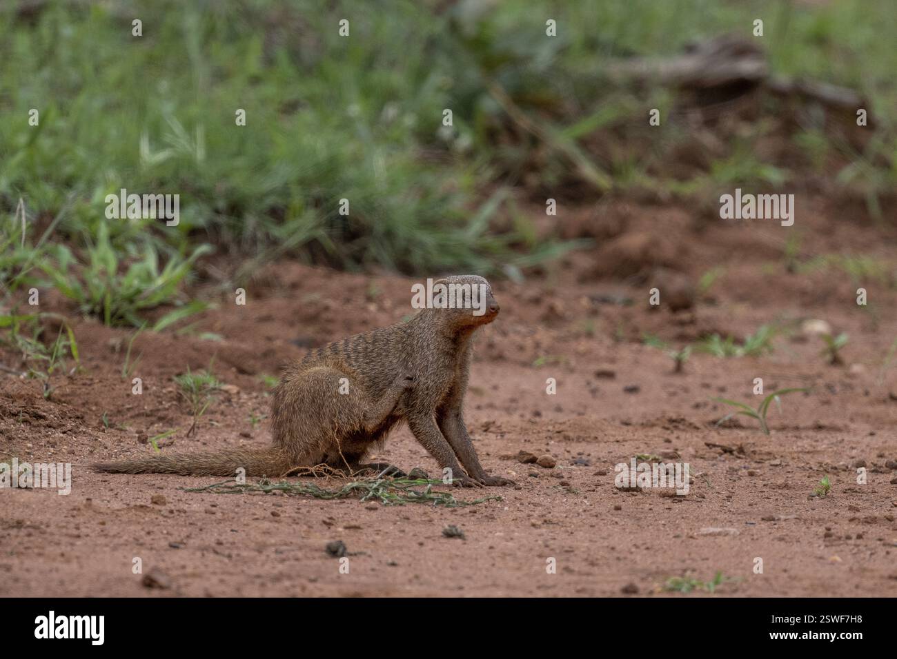 Zebra mongoose (Mungo mongoose), Qwabi Private Game Reserve, Biosphere ...