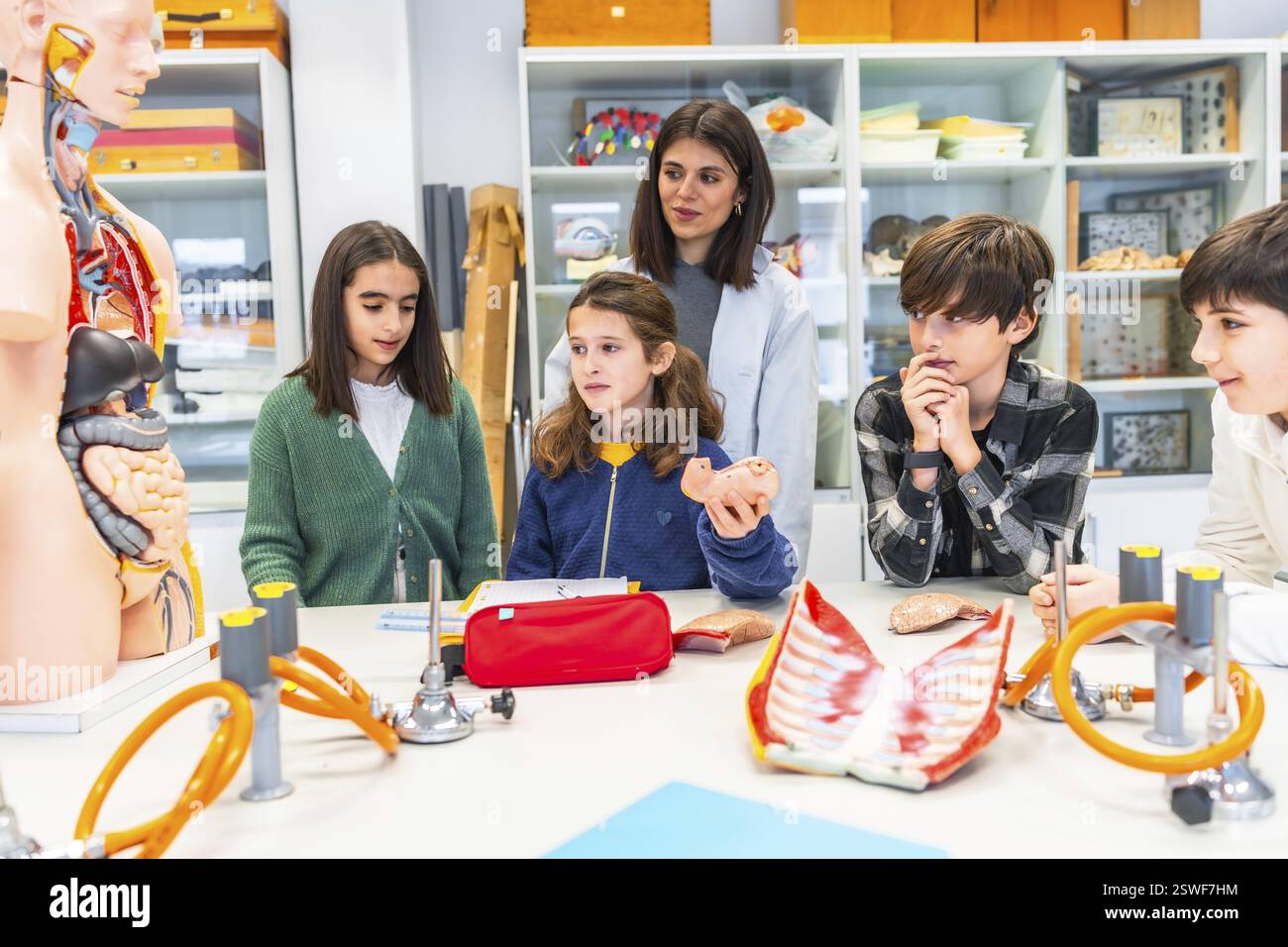 Elementary school students learning anatomy with teacher and anatomical models in a biology ...