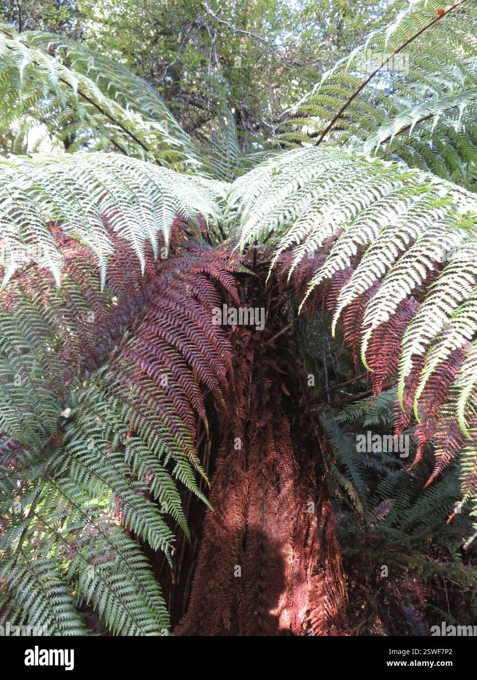 golden tree fern (Dicksonia fibrosa), Plantae, 3079, New Zealand Stock ...