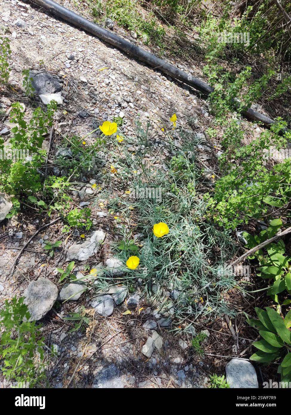 Mexican tulip poppy (Hunnemannia fumariifolia), Plantae, Rayones, N.L ...
